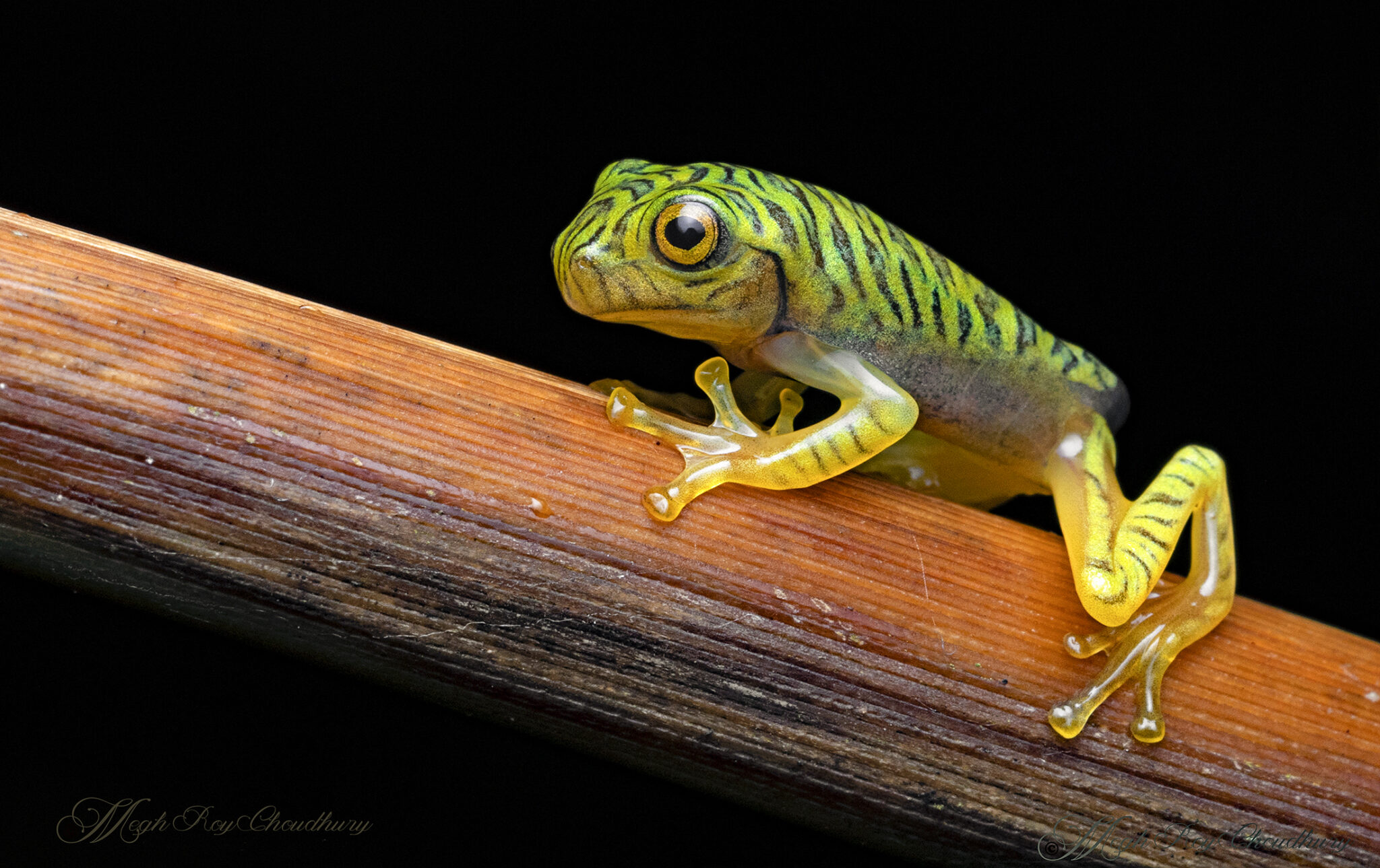Herping in Munnar – Megh Roy Choudhury