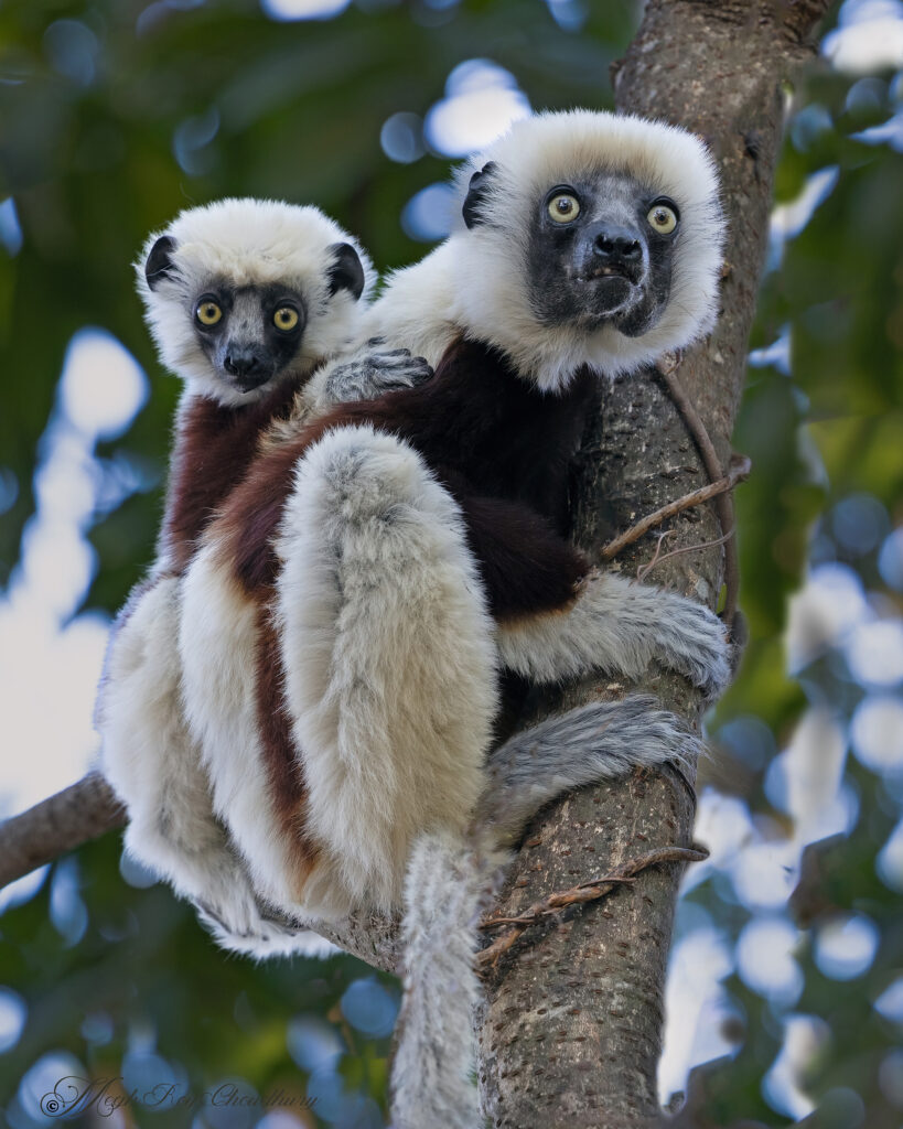 Lemurs of Madagascar – Megh Roy Choudhury